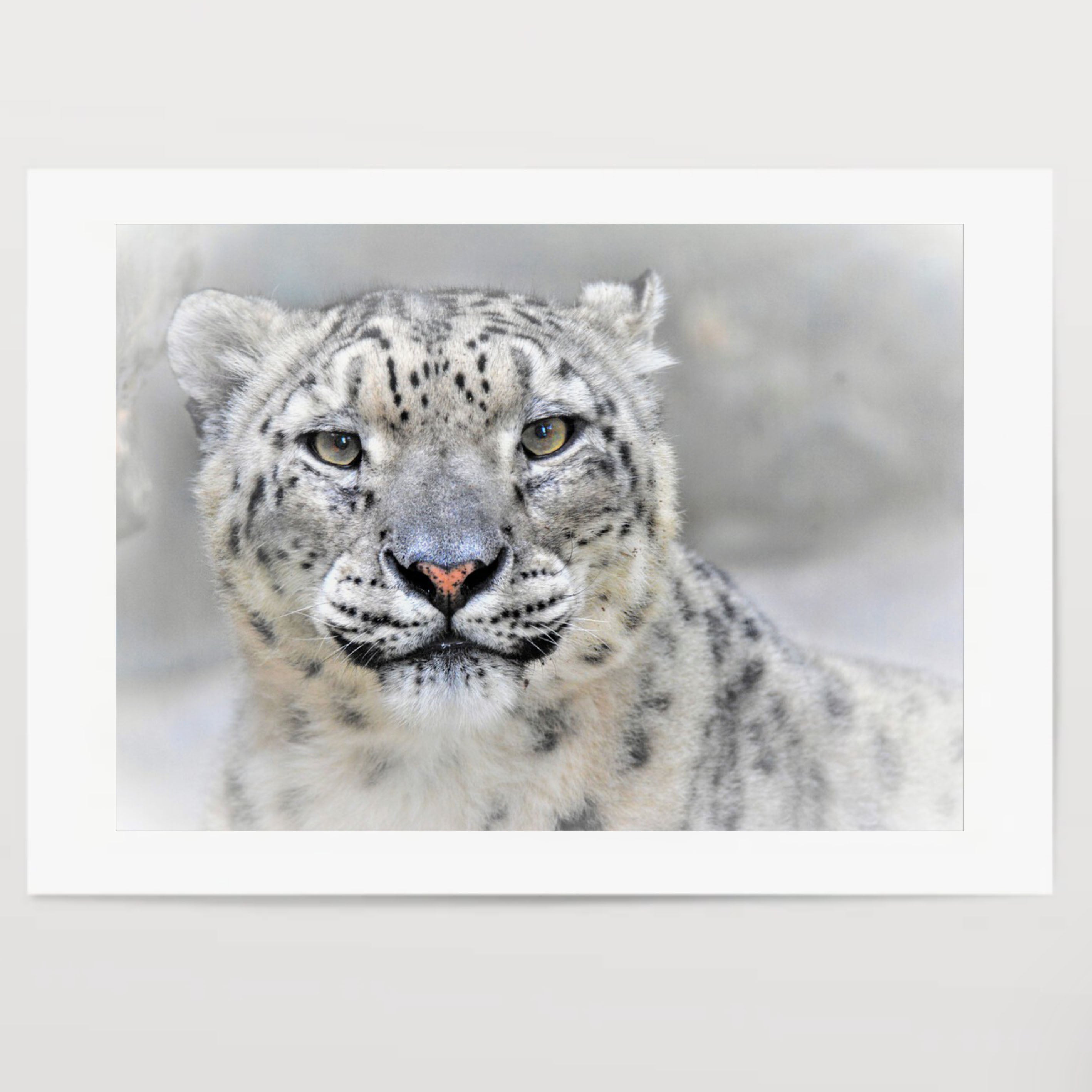 Snow leopard Poster – The Wall Art Club