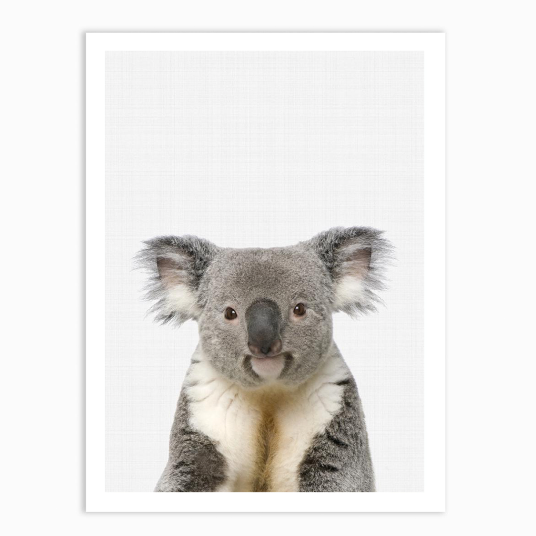 Koala Art Sleepy One' Koala Limited Edition Print – Rachael Wild